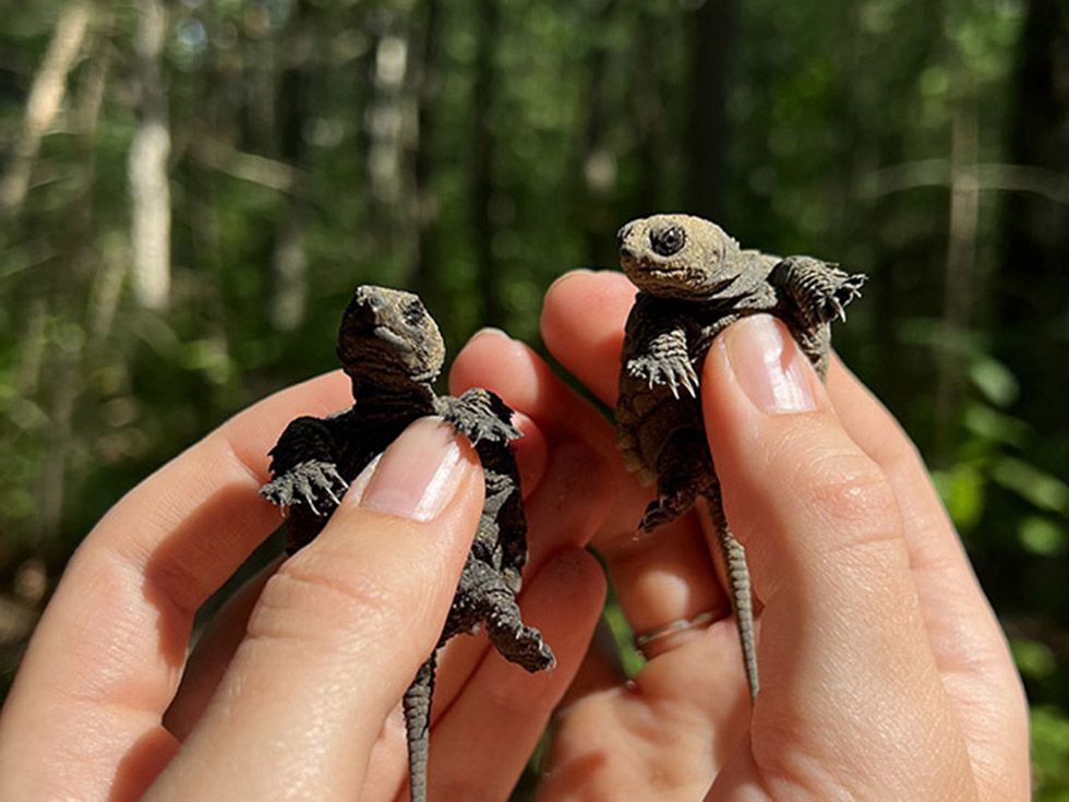 Parks Canada “On the Road Again” Campaign – Reptile Rescue Mission ...