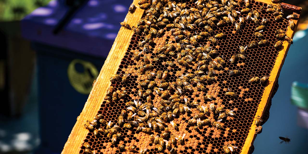 Telling the Bees | Escarpment Magazine